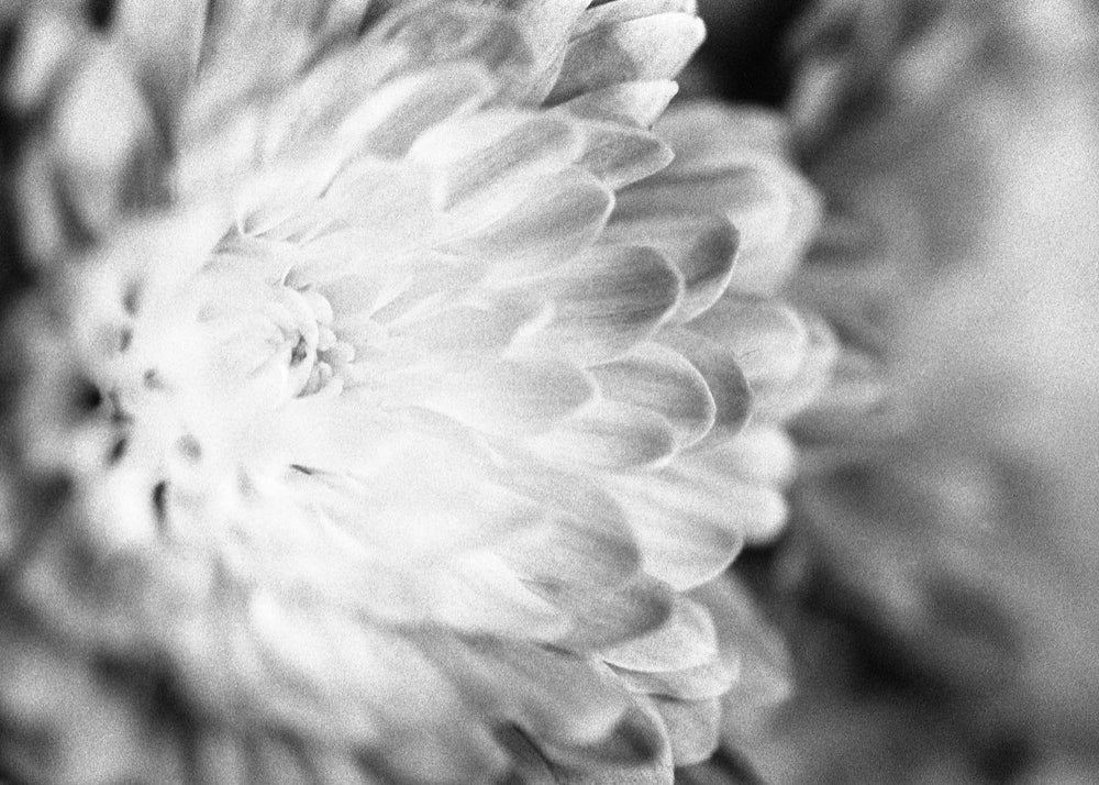 John Whitmore Charity Bundle - 35mm Film + Zine - Analogue Wonderland