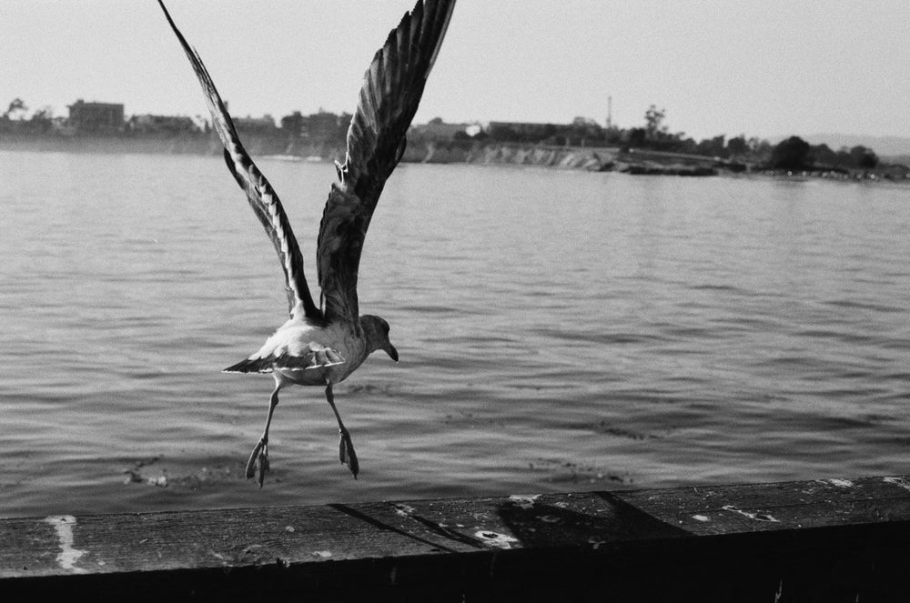 Kosmo Foto Agent Shadow 400 - 35mm Film - Analogue Wonderland