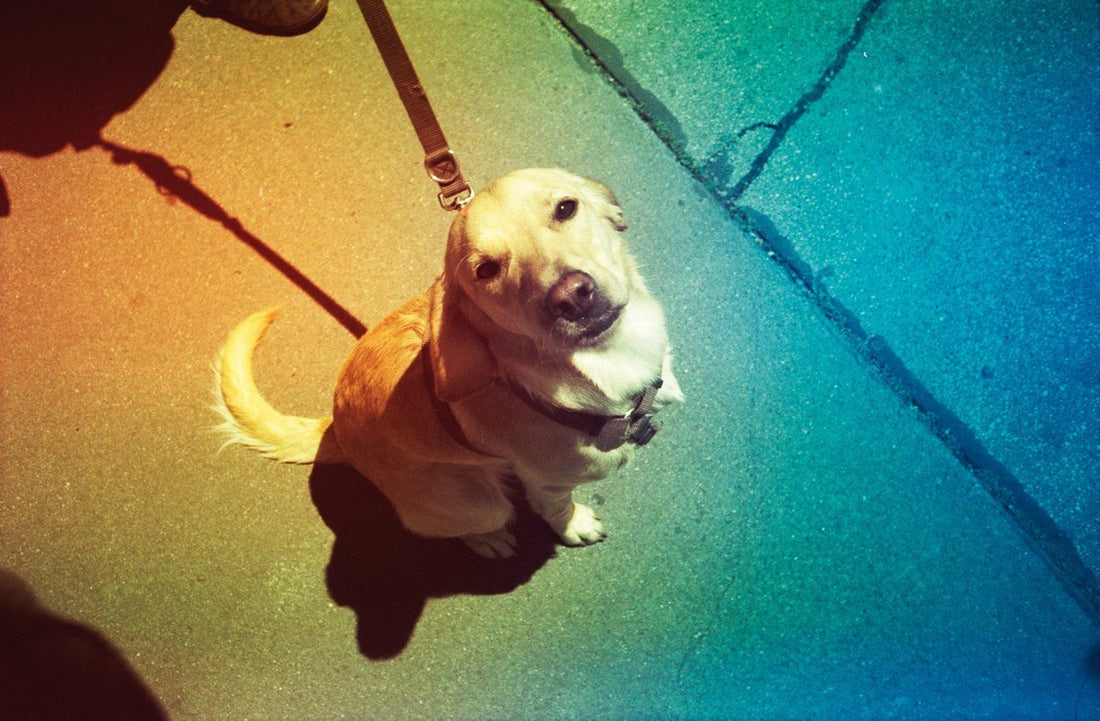 Revolog Kolor - 35mm Film - Analogue Wonderland