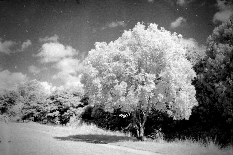 Rollei Infrared - 35mm Film - Analogue Wonderland
